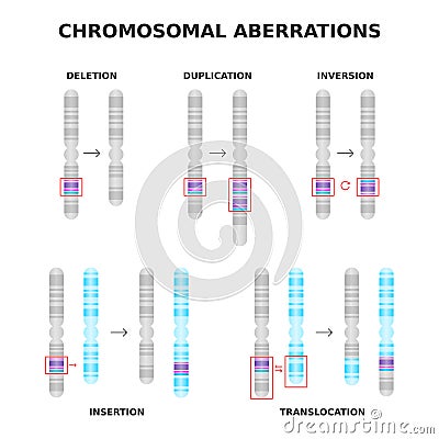 Chromosomal Aberrations. Deletion, Duplication, Inversion ...