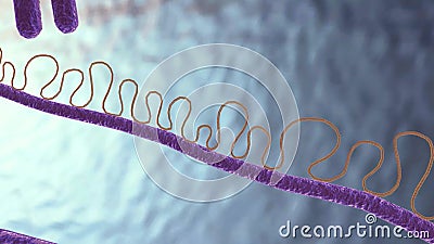Chromosomes are Thread-like Structures in Which DNA is Tightly Packaged ...