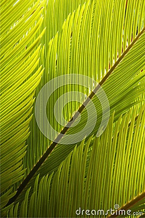 Cica Plant Stock Photos - Image: 9655953