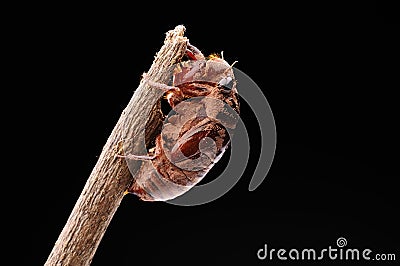 Cicada Eclosion 01 Royalty-Free Stock Photography | CartoonDealer.com ...