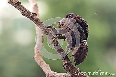 Cicada Eclosion Royalty-Free Stock Photography | CartoonDealer.com ...