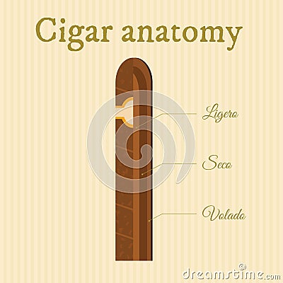 Cigar Anatomy Stock Vector - Image: 42774102