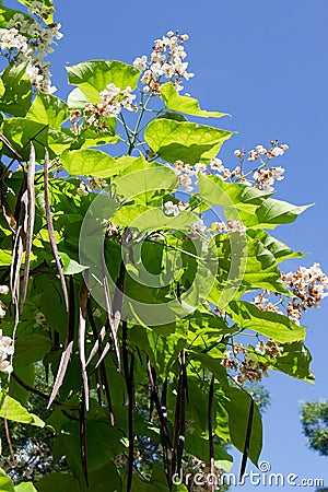 Cigar Tree (Catalpa Bignonioides) Flower Stock Image | CartoonDealer ...