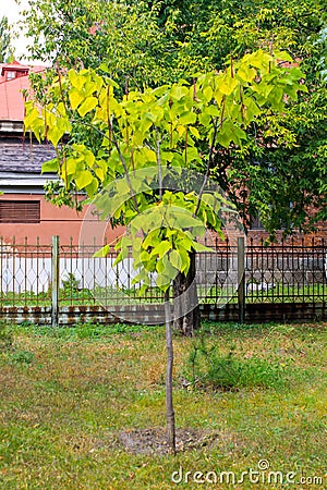 Cigar Tree Catalpa Bignonioides In The Park Stock Image | CartoonDealer ...