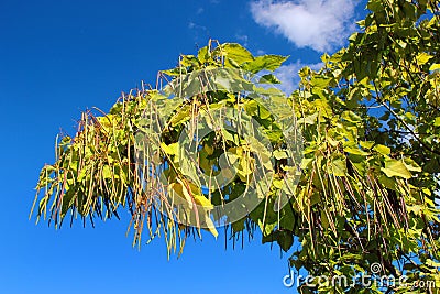 Cigar Tree (Catalpa Bignonioides) In A Park Stock Photography ...