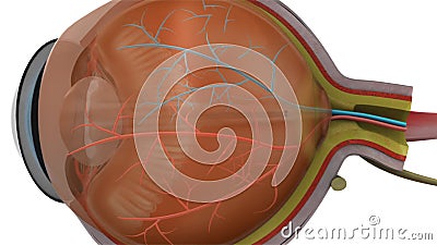 Ciliary muscles stock footage. Video of choroid, blind - 49509582