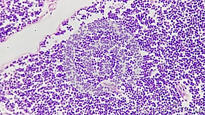 Ciliated Epithelium of Gill in Transversal Section at Microscopic ...