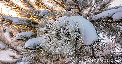 CINEMAGRAPH, 4k, Falling Snow in the Winter Forest, Loop Stock Footage ...