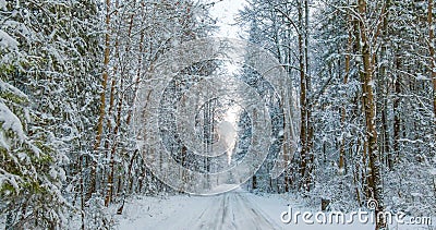 CINEMAGRAPH, 4k, Falling Snow in the Winter Forest, Loop Stock Video ...