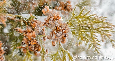 Cinemagraph, 4k, Falling Snow in the Winter Forest, Loop Stock Footage ...