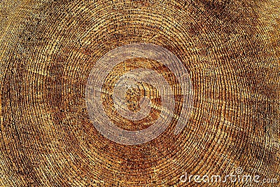 Circle Of Trees - A Cross-section Of Wood - Wood Texture With Saw Cut A ...