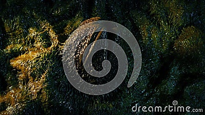 Circling an alien egg pod stock footage. Video of mars - 163878896