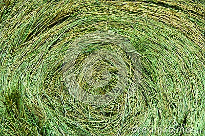 Circular Bale Of Green Hay Abstract Background Stock Image ...