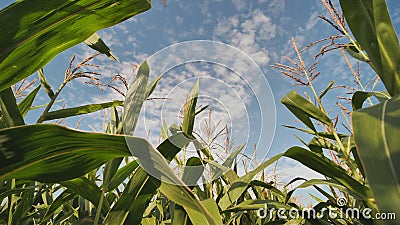 A Circular View Inside the Corn Field. Stock Footage - Video of color ...