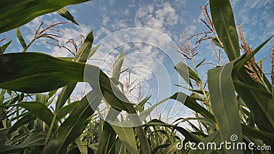 A Circular View Inside the Corn Field. Stock Footage - Video of natural ...