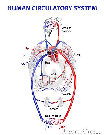 Circulation Sanguine Humaine Illustration de Vecteur - Image: 71321048