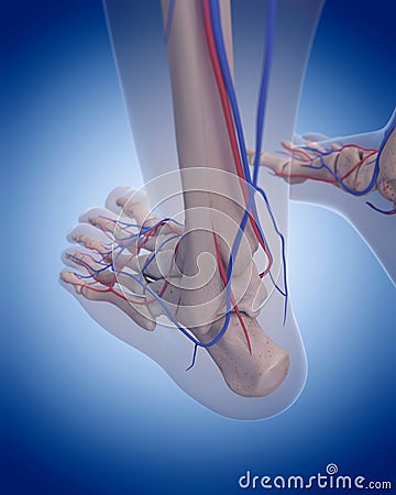 The Circulatory System - Foot Stock Illustration - Image: 58831056
