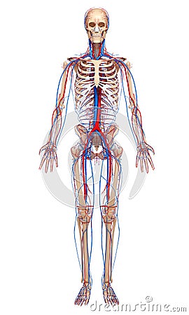 Circulatory System Of Full Body Royalty Free Stock Photo - Image: 26592945