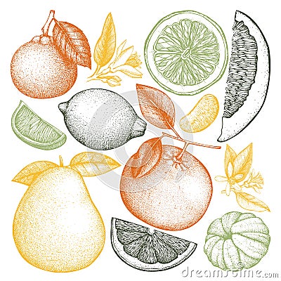 Vintage Ink Hand Drawn Collection Of Citrus Fruits. Vector Drawings ...