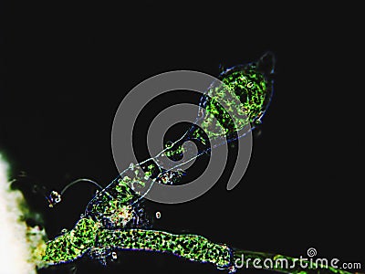 Cladophora Sp. Algae Under Microscopic View, Dark Background ...