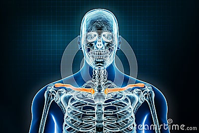 Clavicle Or Collar Bone X-ray Front Or Anterior View. Osteology Of The ...