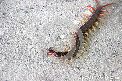 Climb On The Floor The Centipede Royalty-Free Stock Photography ...