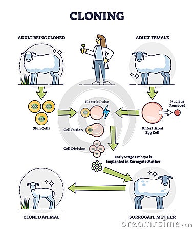 Cloning Process Explanation With Adult Sheep Creation Stages Outline ...