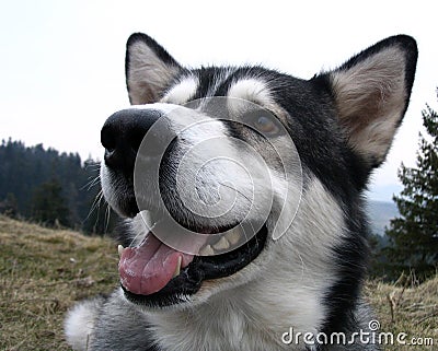 Close Up Of An Alaskan Malamute Dog Stock Images - Image: 1325284