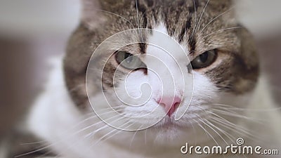 Close Up of an Angry Cat Looking at Camera. Stock Video - Video of ...