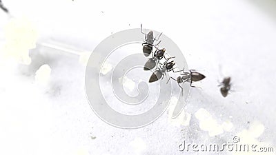 Ants moving close up stock footage. Video of summer - 145902078
