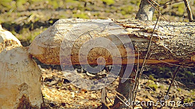 Beaver bitten tree stock video. Video of closeup, nature - 177367637