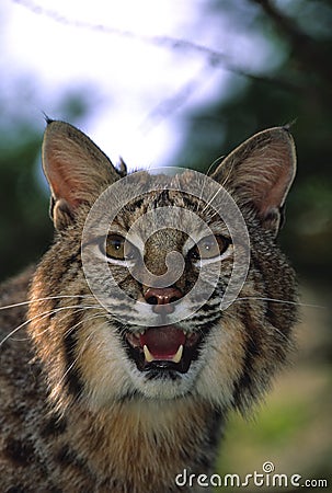 Close Up Of A Bobcat Snarling Royalty Free Stock Image - Image: 9532676