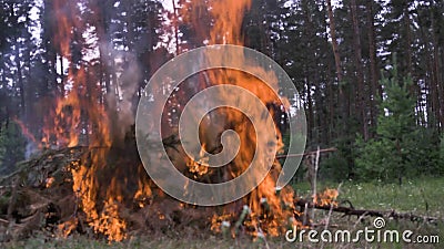 Close-up of Burning Pine. Scene. Fire from Branches in Forest. Concept ...