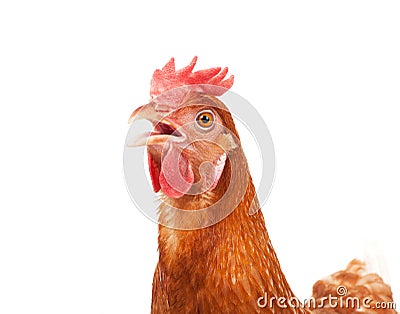 Close Up Of Chicken Head Funny Acting Isolated White Background Stock ...