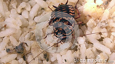 Cockroach eating rice stock footage. Video of disease - 276067954
