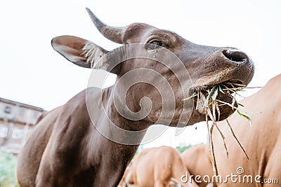 Close Up Of Cows Chewing While Eating Grass Royalty-Free Stock Image ...
