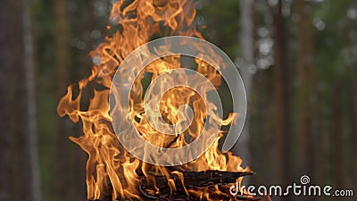 Close Up on Cozy Flame of Fire Outside in Forest. Relaxing Scenery with ...