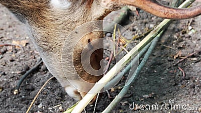 Close-up of a Deer Stripping Bark from a Tree Branch. Stock Video ...