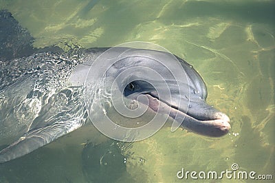 Close Up Dolphin Face-grain Royalty Free Stock Photo - Image: 934305