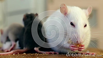 Close-up of Domestic White Pet Rat Eating Bread Stock Video - Video of ...