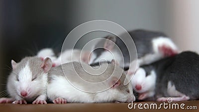 Close-up of Domestic White Pet Small Rats Warming Together. Stock Video ...