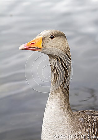 Close Up Embden Goose Stock Photography | CartoonDealer.com #39719180