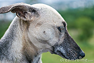 Close Up Face Of An Alert Gray, Black Dog, Sitting On The Hill Royalty ...