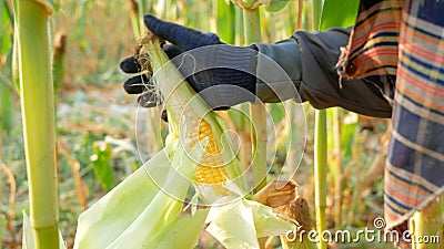 Farmer Breaking Corn Cob from the Plant. Hand Holding the Corn Cob ...