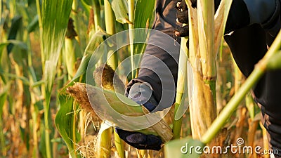 Farmer Breaking Corn Cob from the Plant. Hand Holding the Corn Cob ...