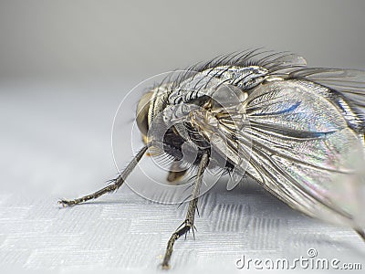 A Fly,close Up, Macro, Big Fly, Monster Insect, Front View Stock Photo ...
