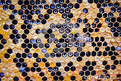Honeycomb Patterns Texture With Bee Top View For Background Stock ...
