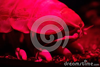 Close Up Image Of Giant Isopod, The Deep Sea Water Creature In Red ...