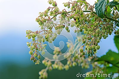 Humulus Scandens Royalty-Free Stock Photography | CartoonDealer.com ...