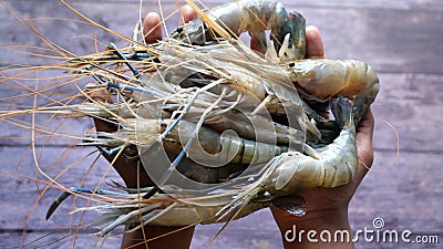 Close Up of Raw King Prawn on Hand Stock Video - Video of prawn ...
